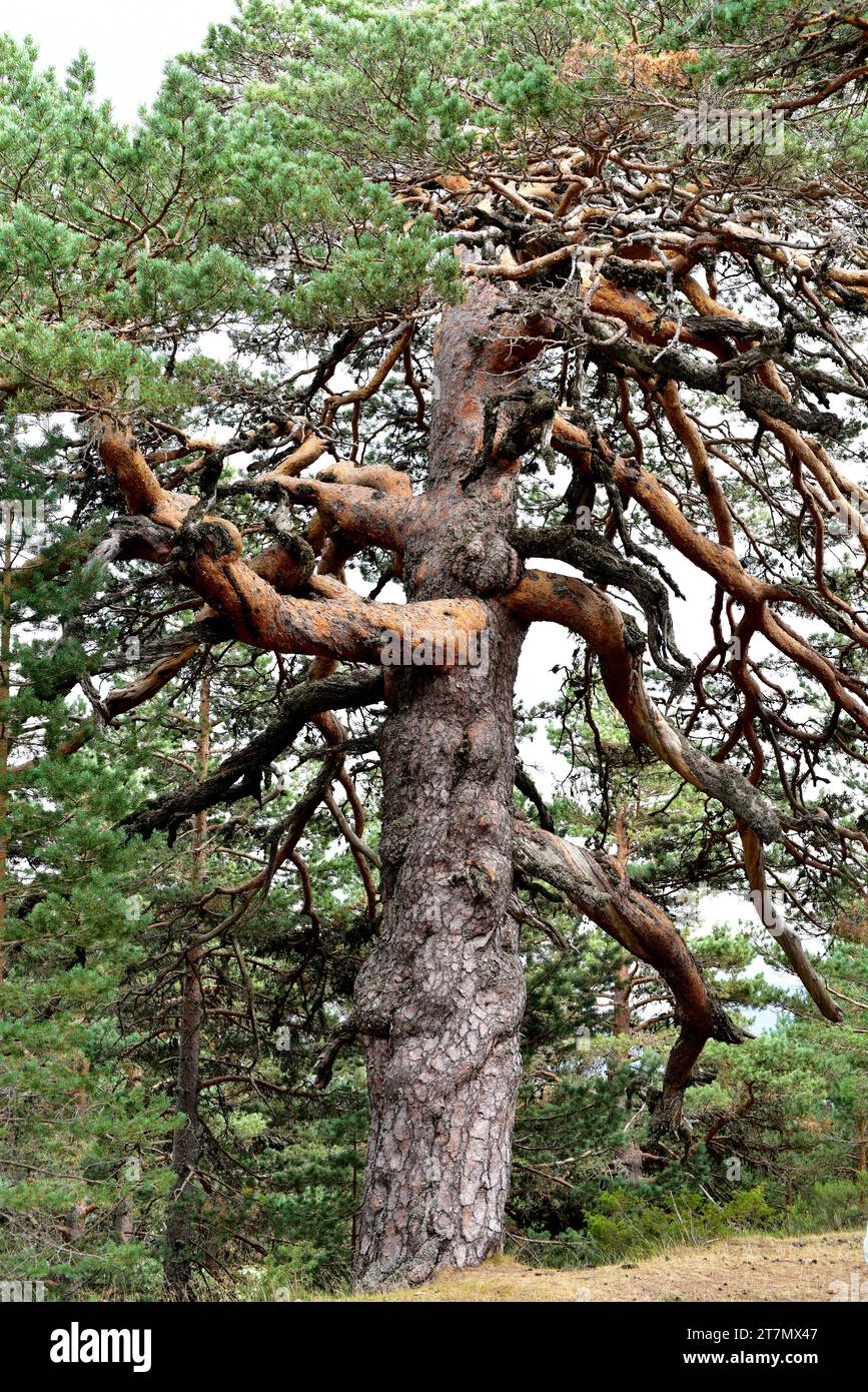 Scots pine (Pinus sylvestris) is an evergreen tree native to north and ...