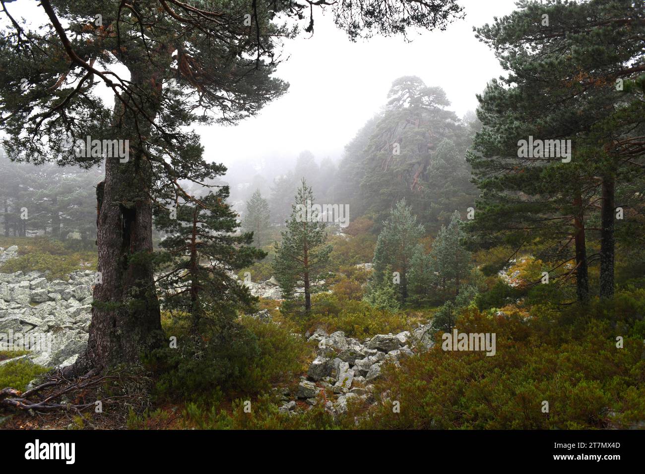 Scots pine (Pinus sylvestris) is an evergreen tree native to north and ...