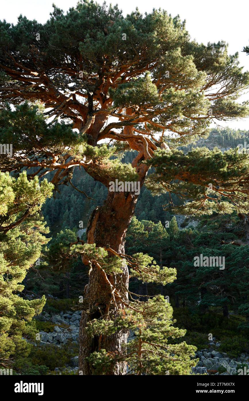Scots pine (Pinus sylvestris) is an evergreen tree native to north and ...