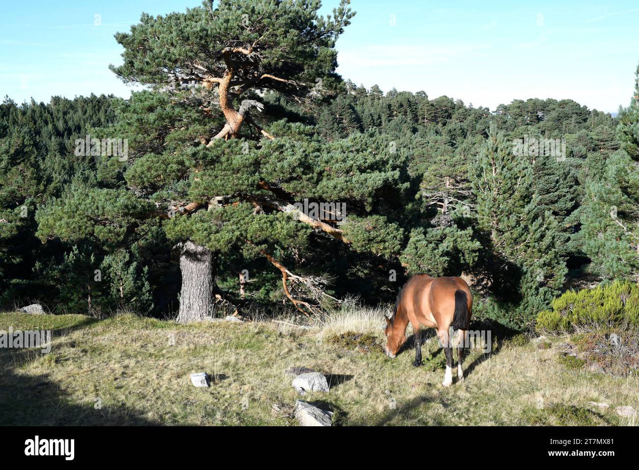 Scots pine (Pinus sylvestris) is an evergreen tree native to north and ...