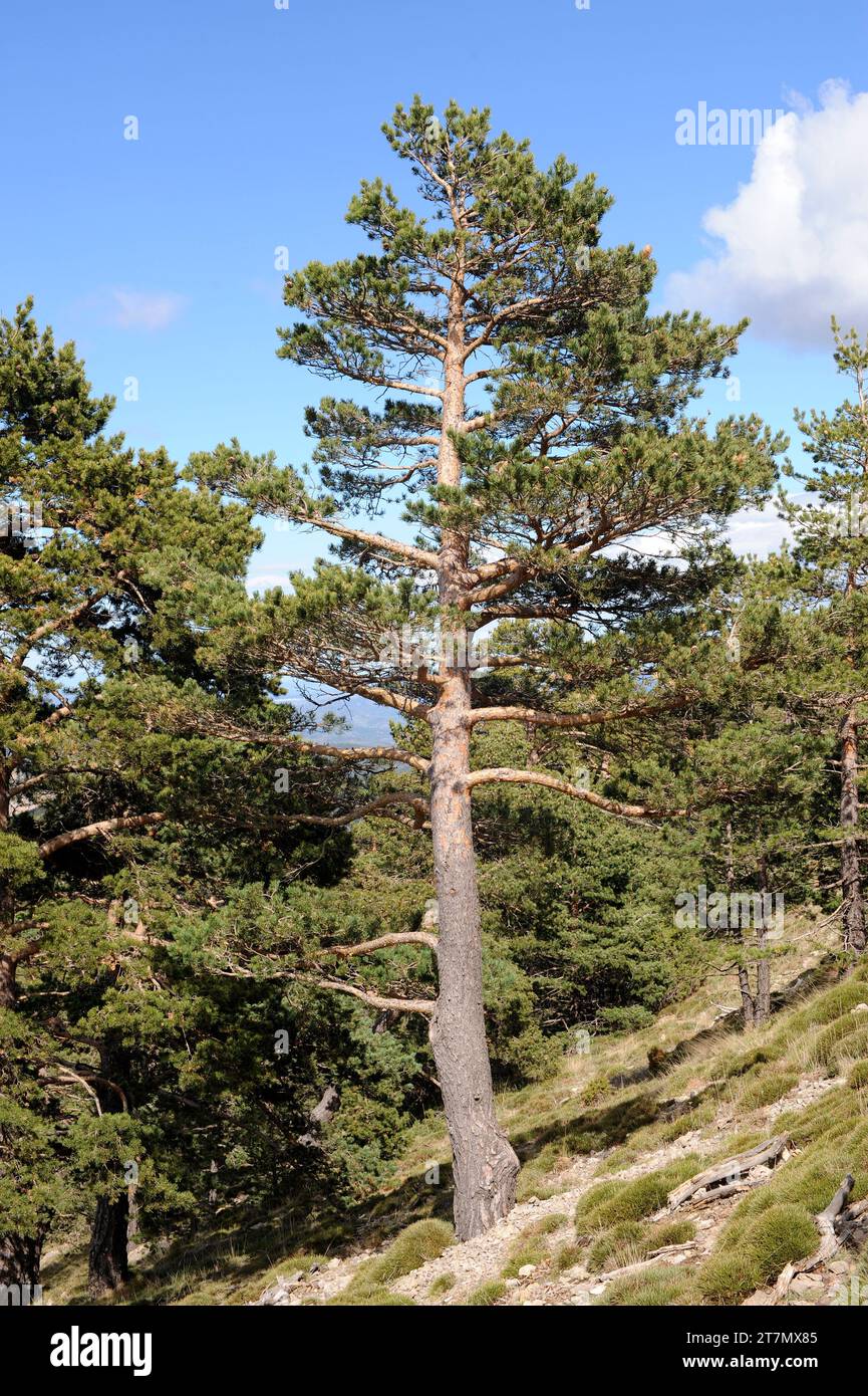 Scots pine (Pinus sylvestris) is an evergreen tree native to north and ...