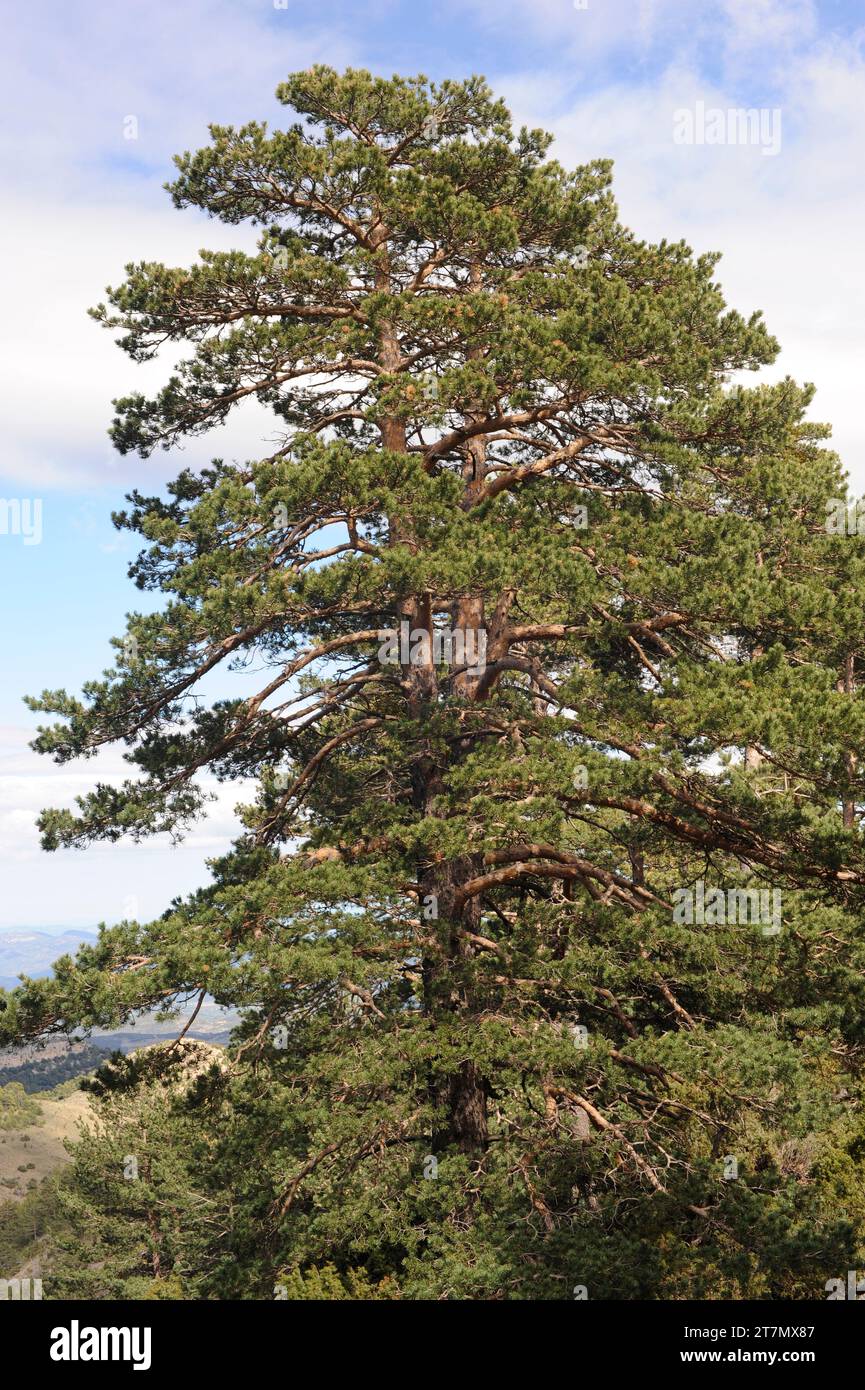 Scots pine (Pinus sylvestris) is an evergreen tree native to north and ...