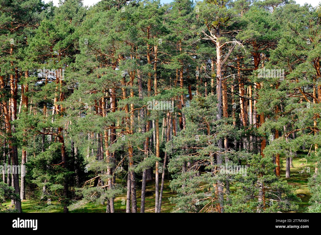 Scots pine (Pinus sylvestris) is an evergreen tree native to north and ...