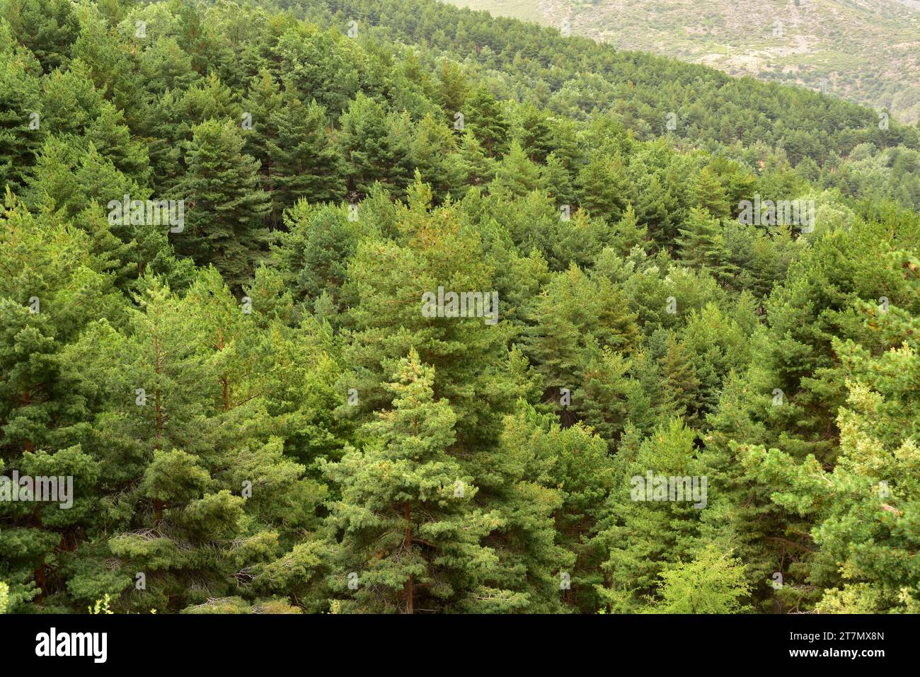 Pino albar de Sierra Nevada (Pinus sylvestris nevadensis) is an ...
