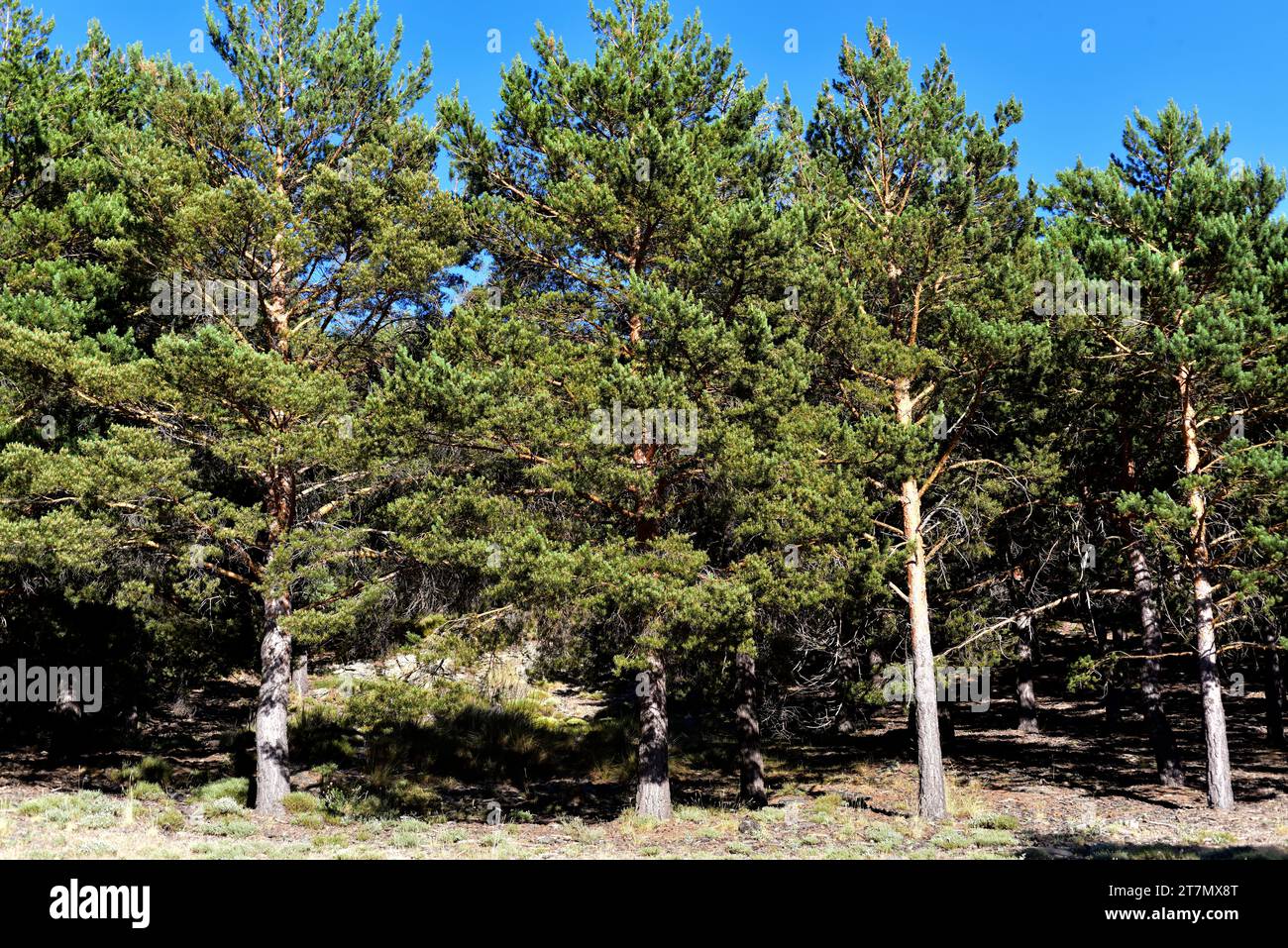 Pino albar de Sierra Nevada (Pinus sylvestris nevadensis) is an ...