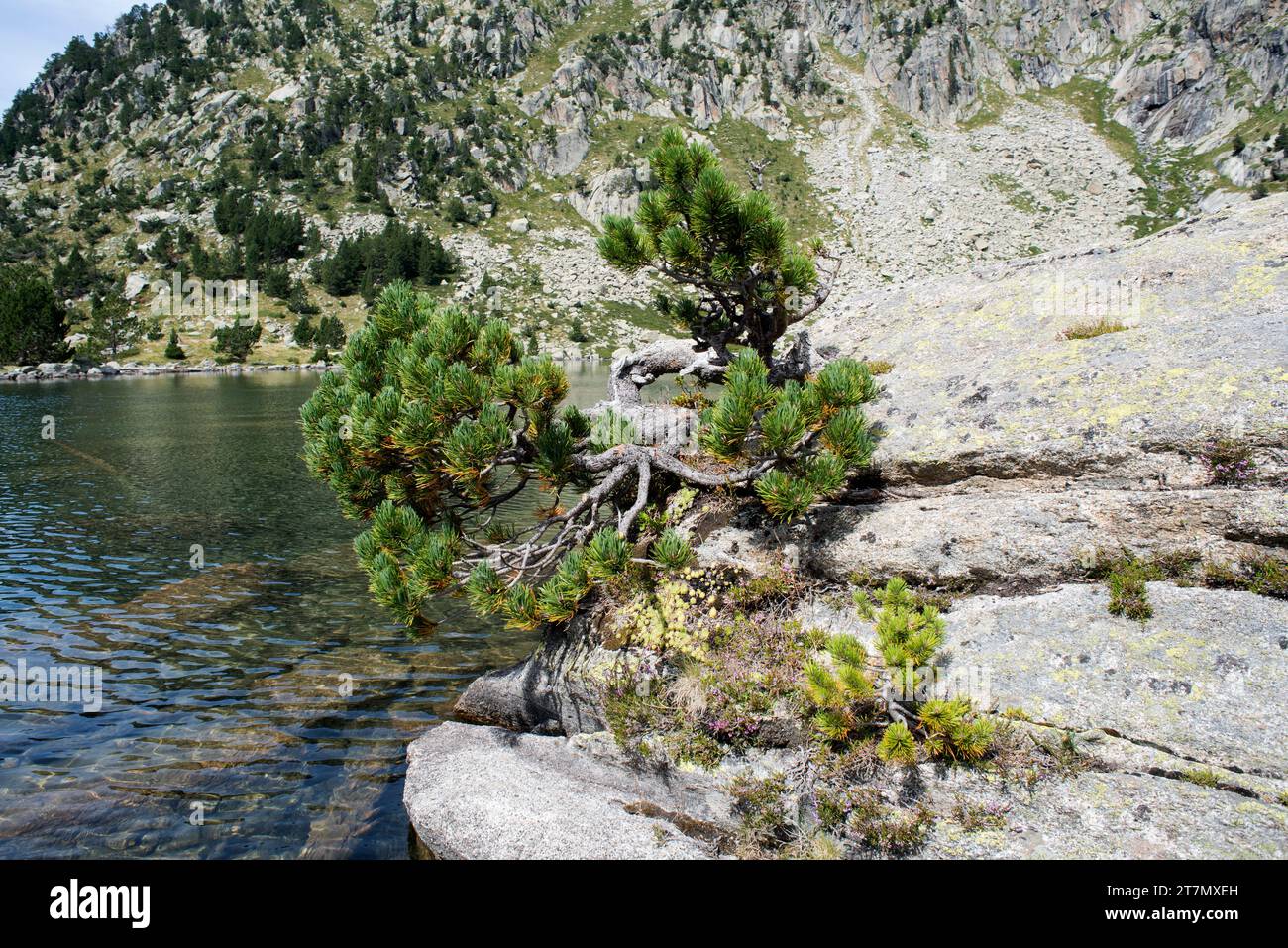 Mountain pine (Pinus uncinata or Pinus mugo uncinata) is an evergreen ...