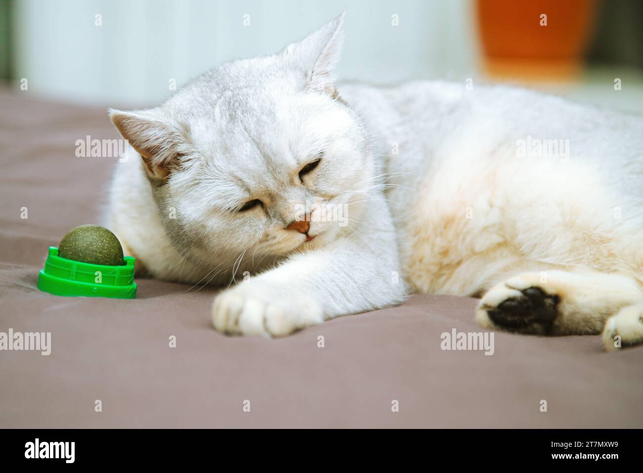 British shorthair silver cat sleeps on the owner's bed with a ball of ...
