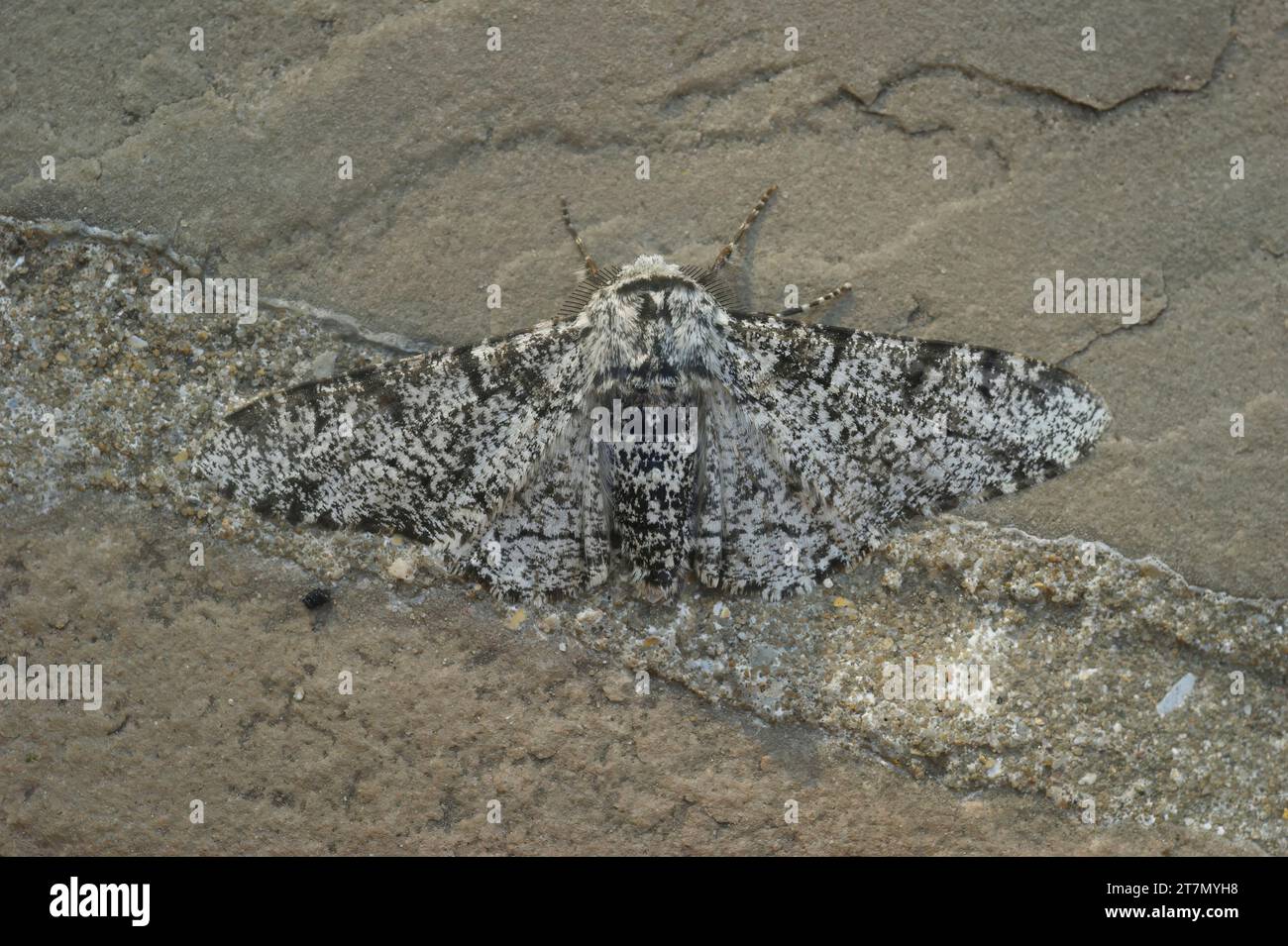 Closeup on the white version of the Peppered moth, Biston betularia ...