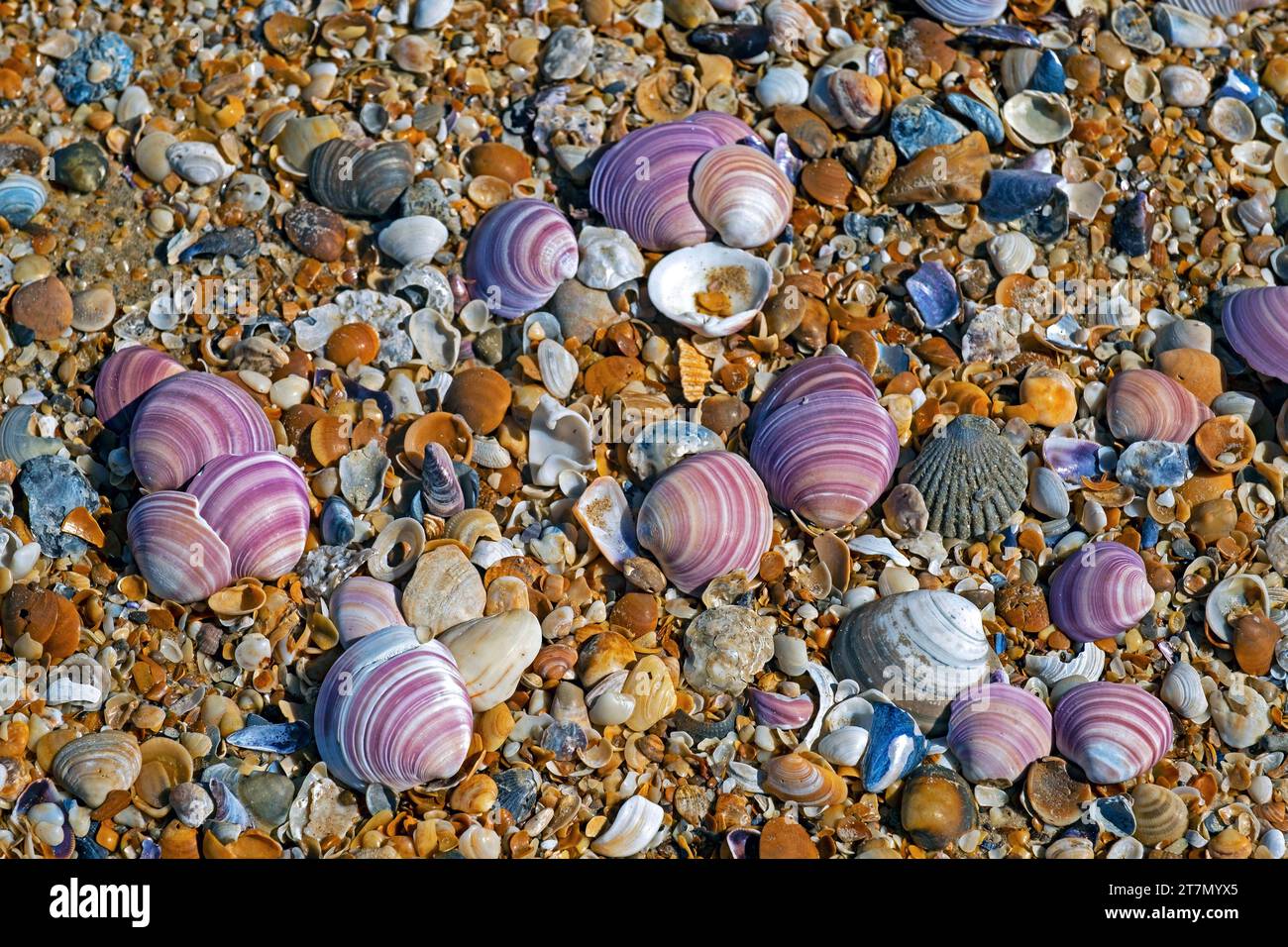 Eucallista purpurata hi-res stock photography and images - Alamy