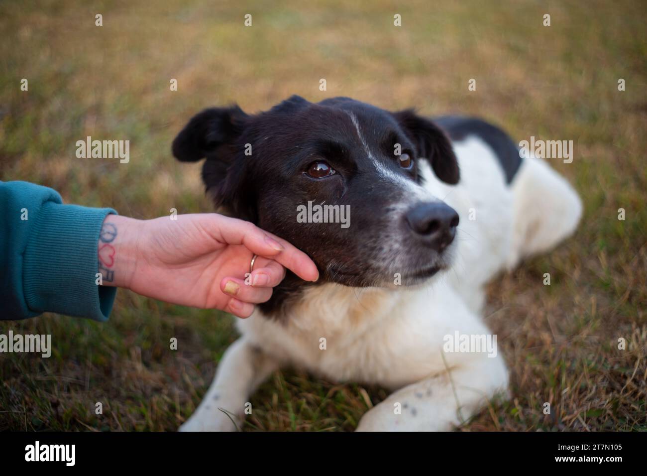 An adorable black and white canine being affectionately cradled in a ...