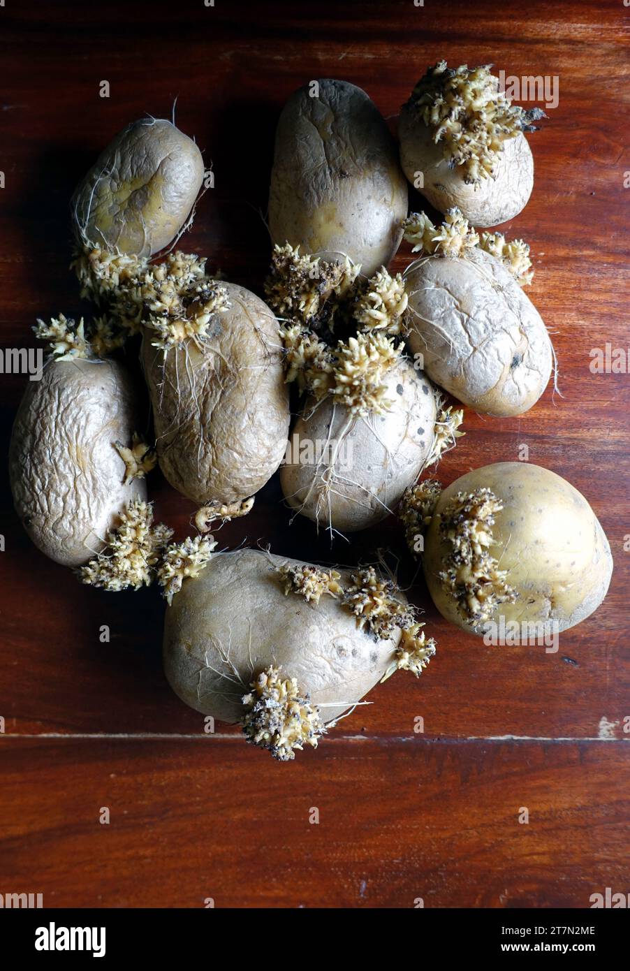Some old, wrinkled potatoes on the wooden table that are sprouting ...