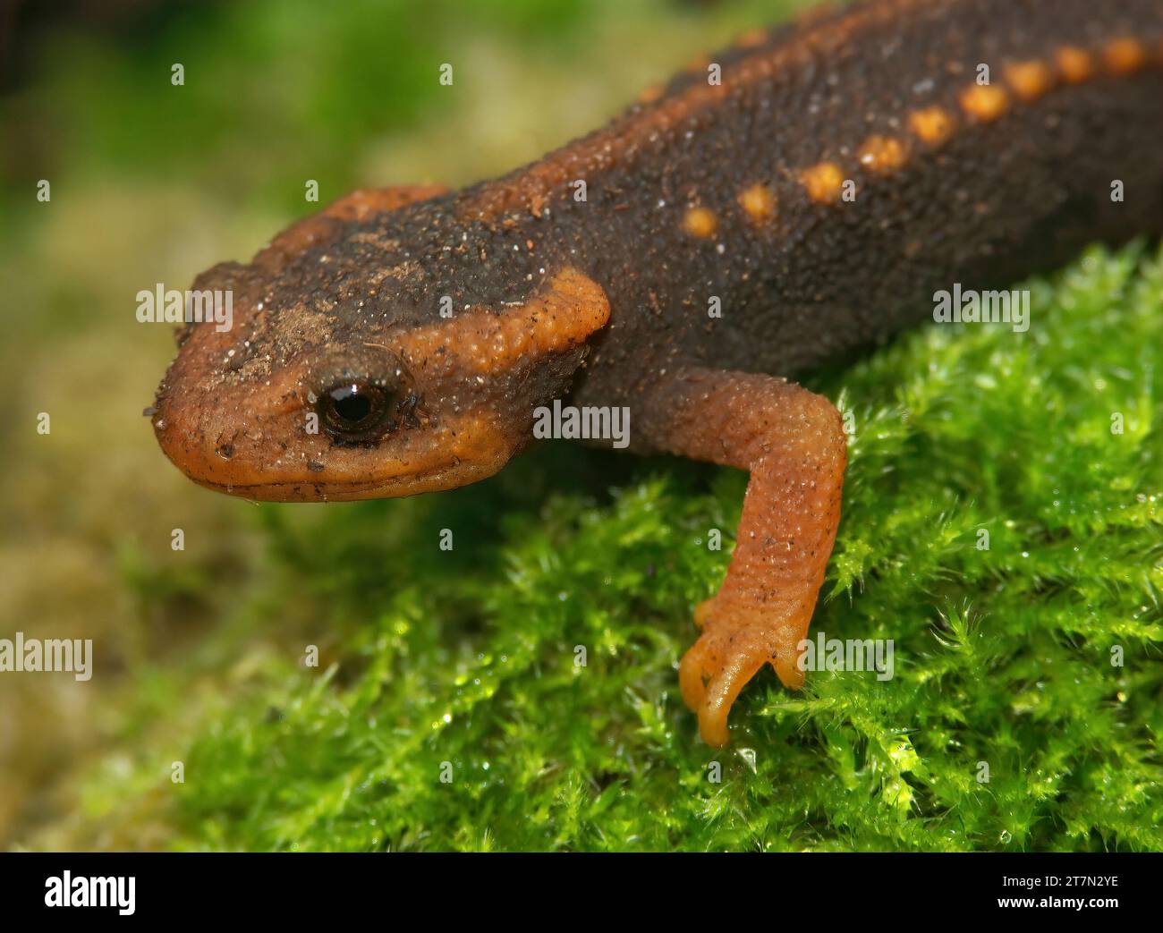 Closeup on a colorful red-tailed Mandarin newt, Tylotrotriton ...