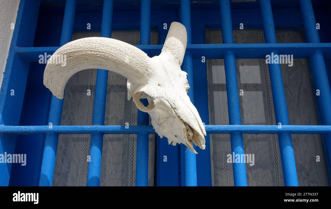 The skull of a mouflon complete with horns hanging from the blue grate ...
