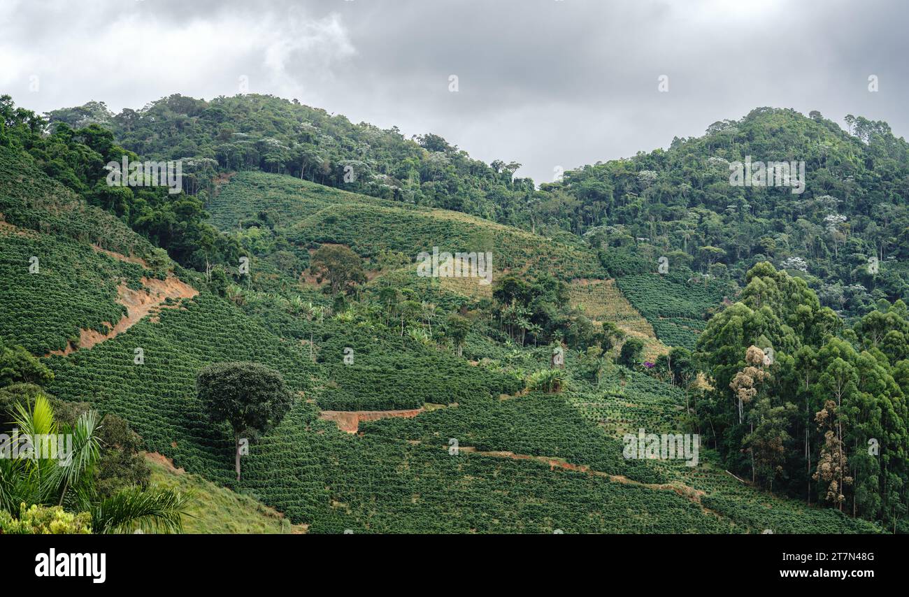Scenic Coffee Farm on a Steep Mountain Slope Surrounded by Untouched ...