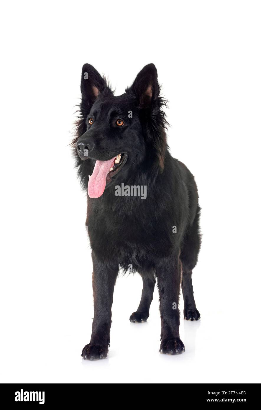 young german shepherd in front of white background Stock Photo - Alamy
