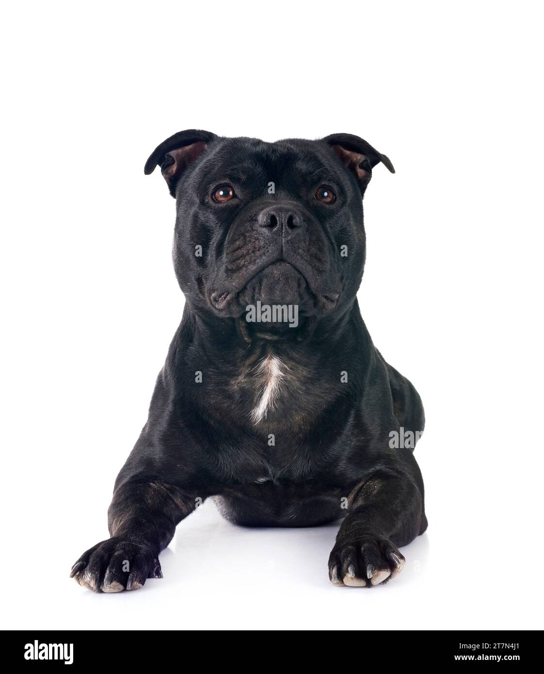 staffordshire bull terrier in front of white background Stock Photo - Alamy