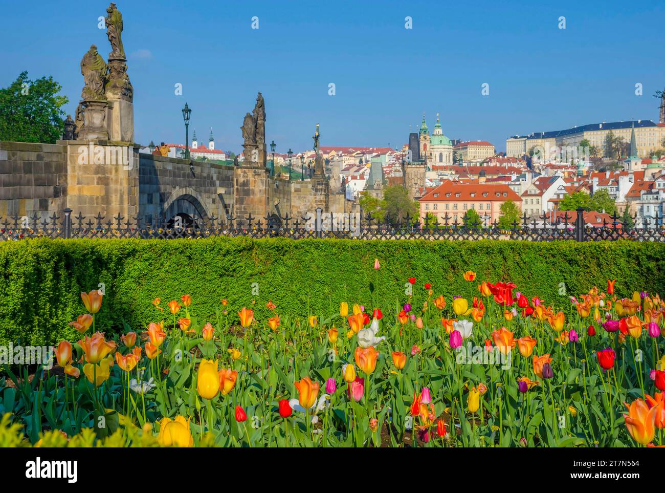 Spring cityscape with colorful tulips, Charles Bridge and Old Town of ...