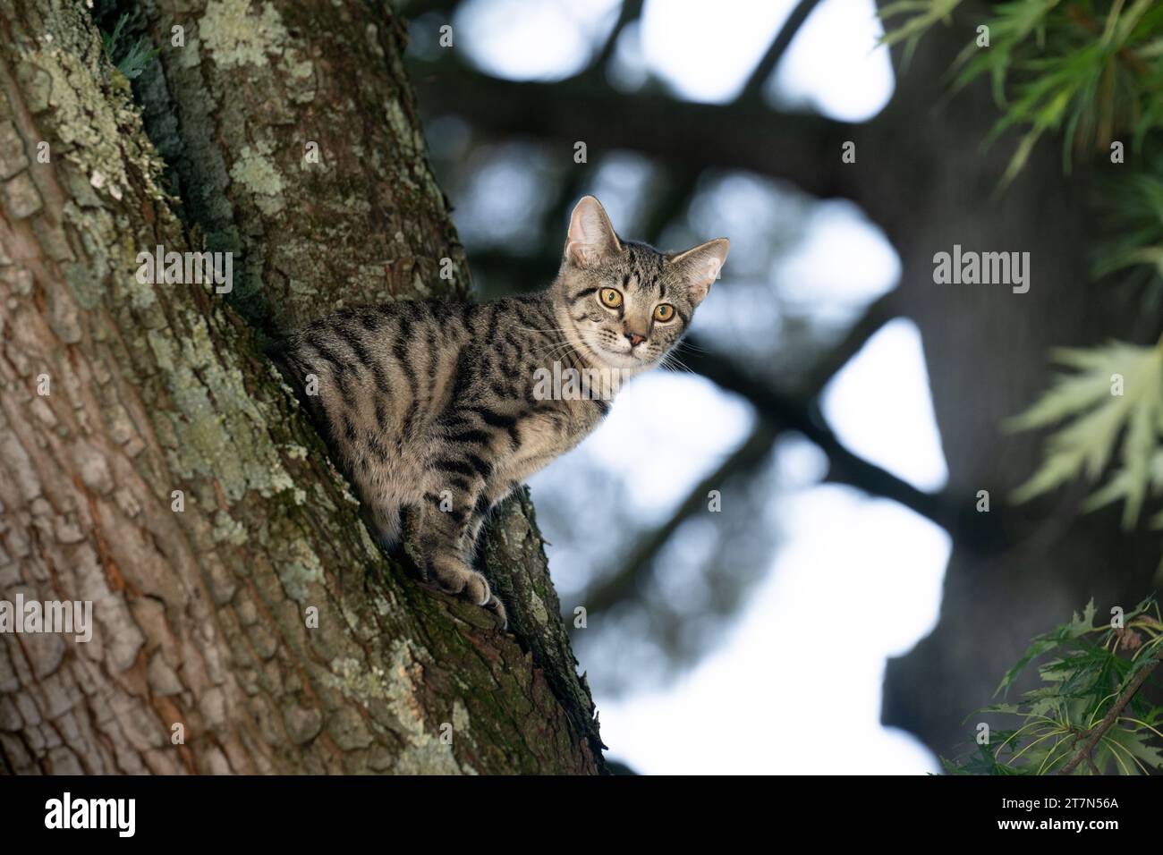 Tabby cat sitting tree hi-res stock photography and images - Alamy