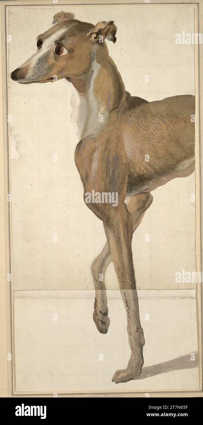 Melchior de Hondecoeter Prior body of a standing greyhound. Watercolor ...