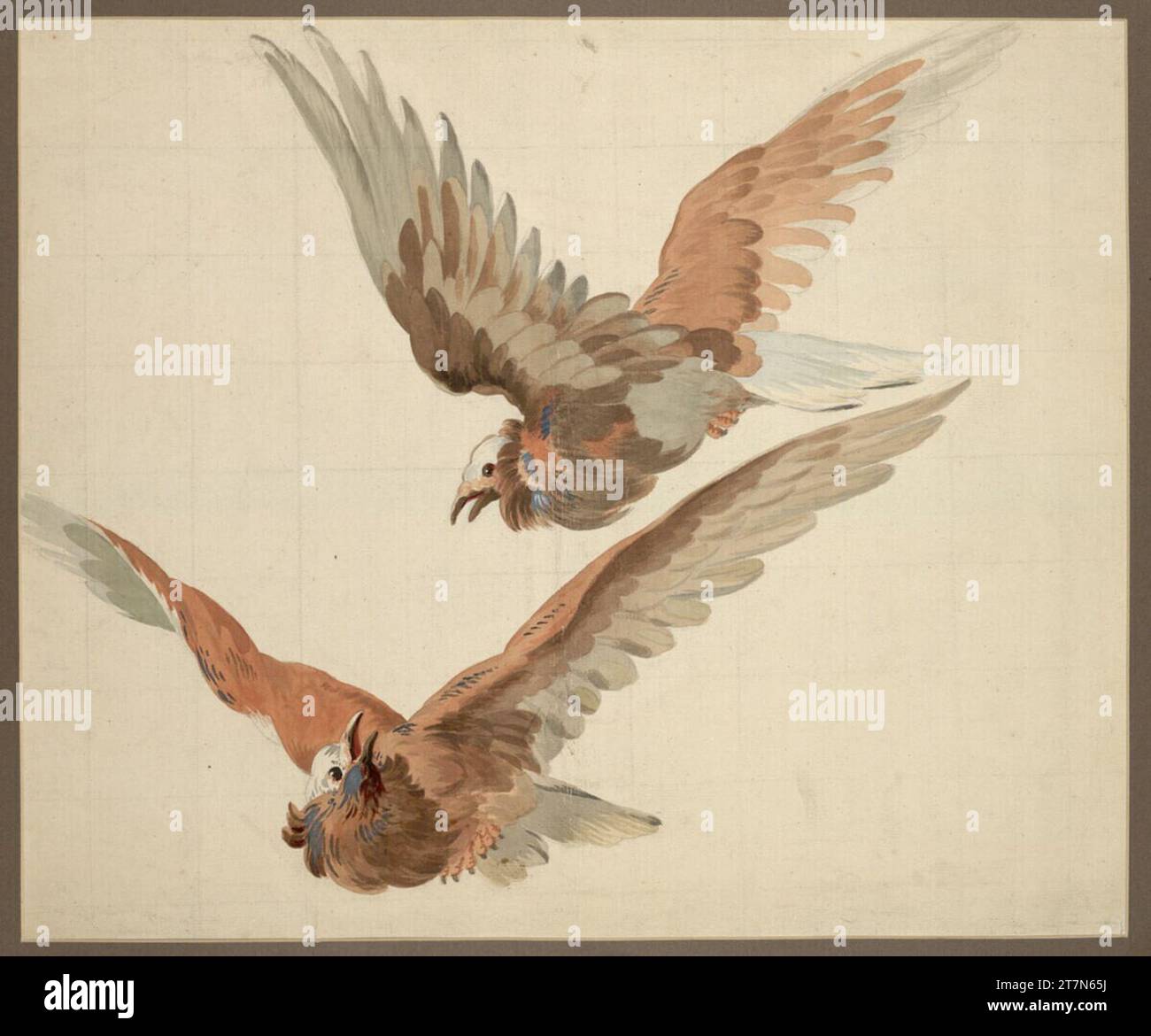 Melchior de Hondecoeter Two flying pigeon birds . Watercolor and cover ...