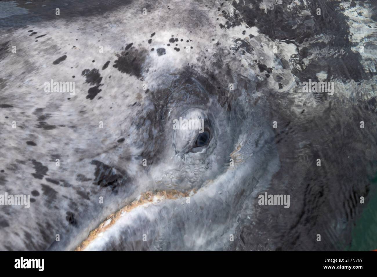 Eye of a gray whale, Laguna San Ignacio, Baja California Sur, Mexico Stock Photo - Alamy