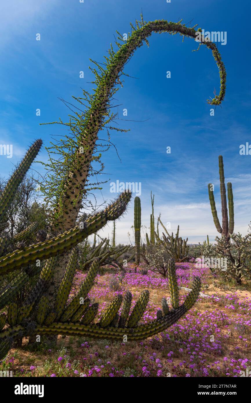 Baja mexico flowers hi-res stock photography and images - Alamy