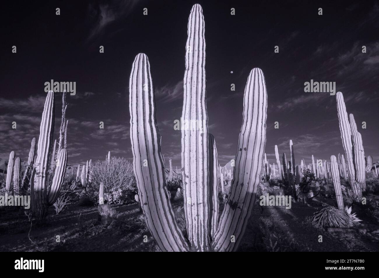 Cardon cactus thrive in the Sierra San Borja, Baja California Norte ...