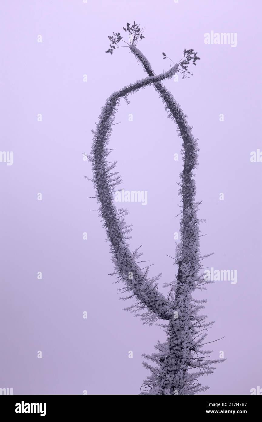 A boojum tree thrives in the Sierra San Borja, Baja California Norte ...