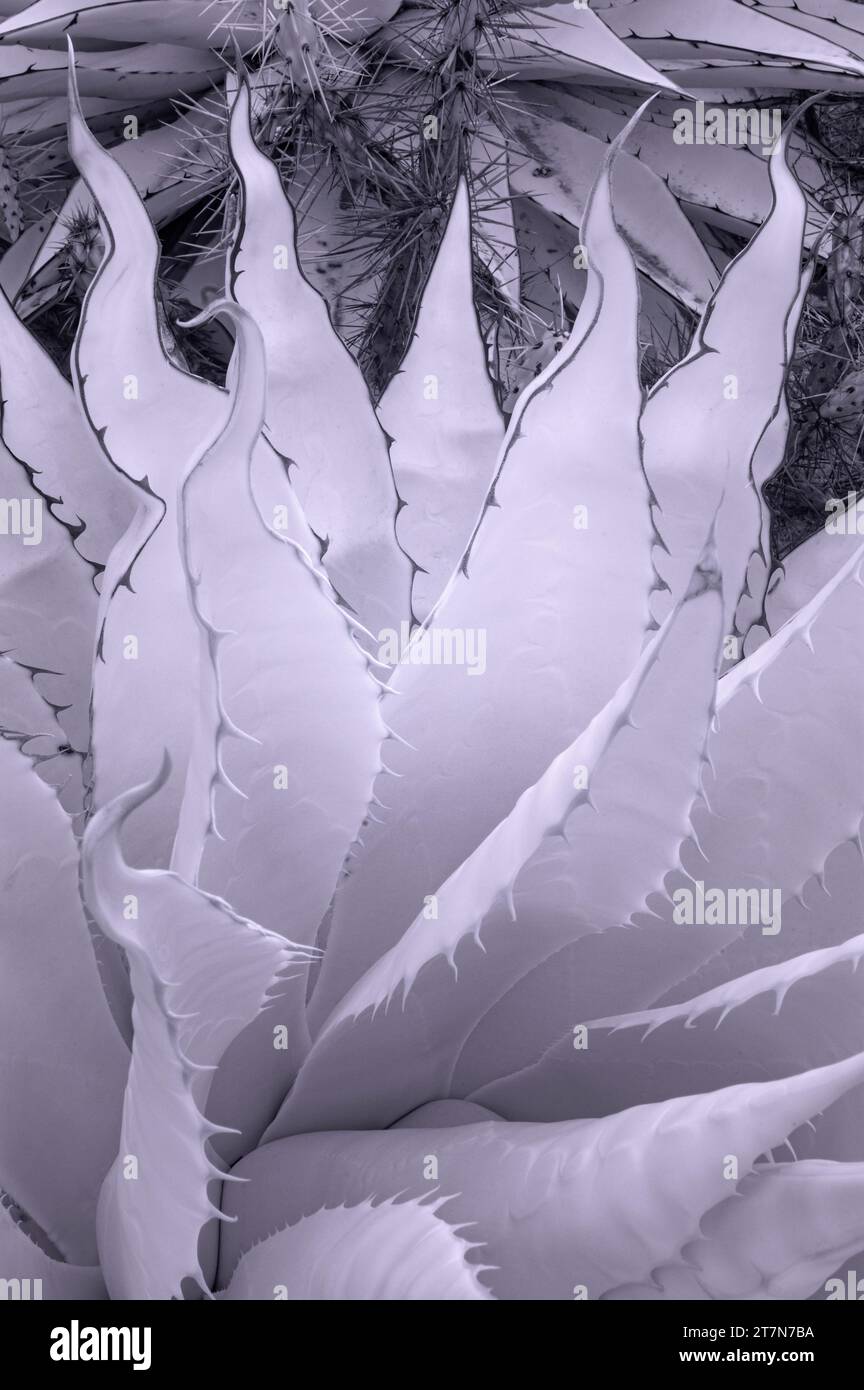 Agave thrives in the Sierra San Borja, Baja California Norte, Mexico ...