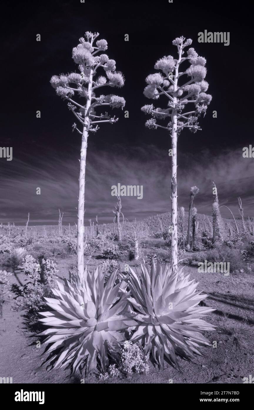 Agave thrives in the Sierra San Borja, Baja California Norte, Mexico ...