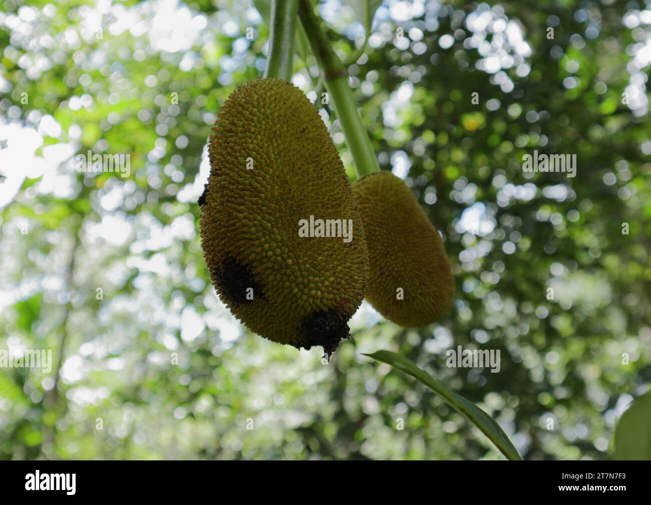 Spoiled jack fruit hi-res stock photography and images - Alamy