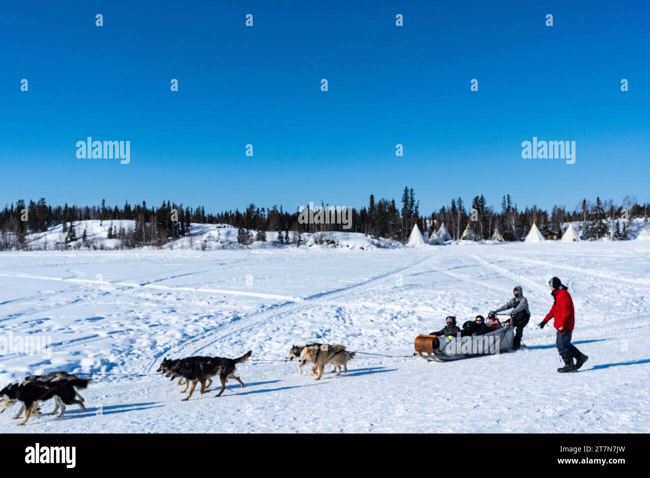 Dog sledding in a traditional sled across a frozen lake during winter ...