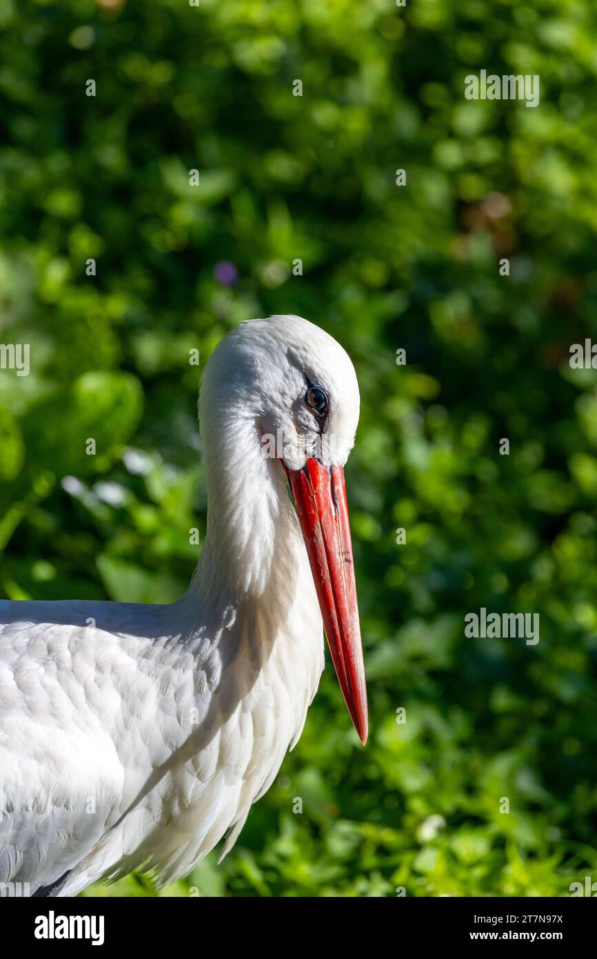 Elegant portrayal of the White Stork, a migratory marvel, soaring ...