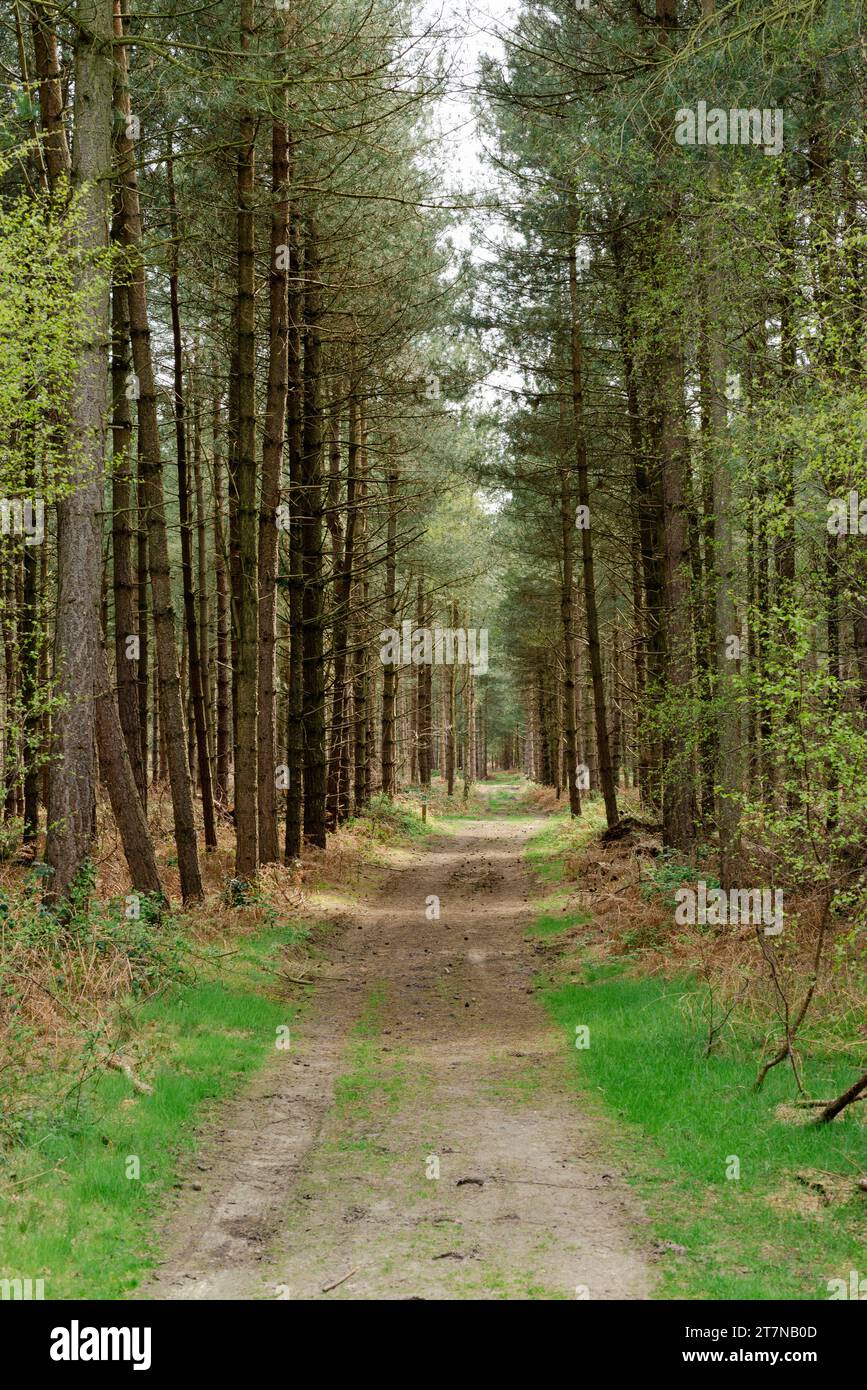 A pathway leads through the pine trees of Rendlesham forest in Suffolk ...