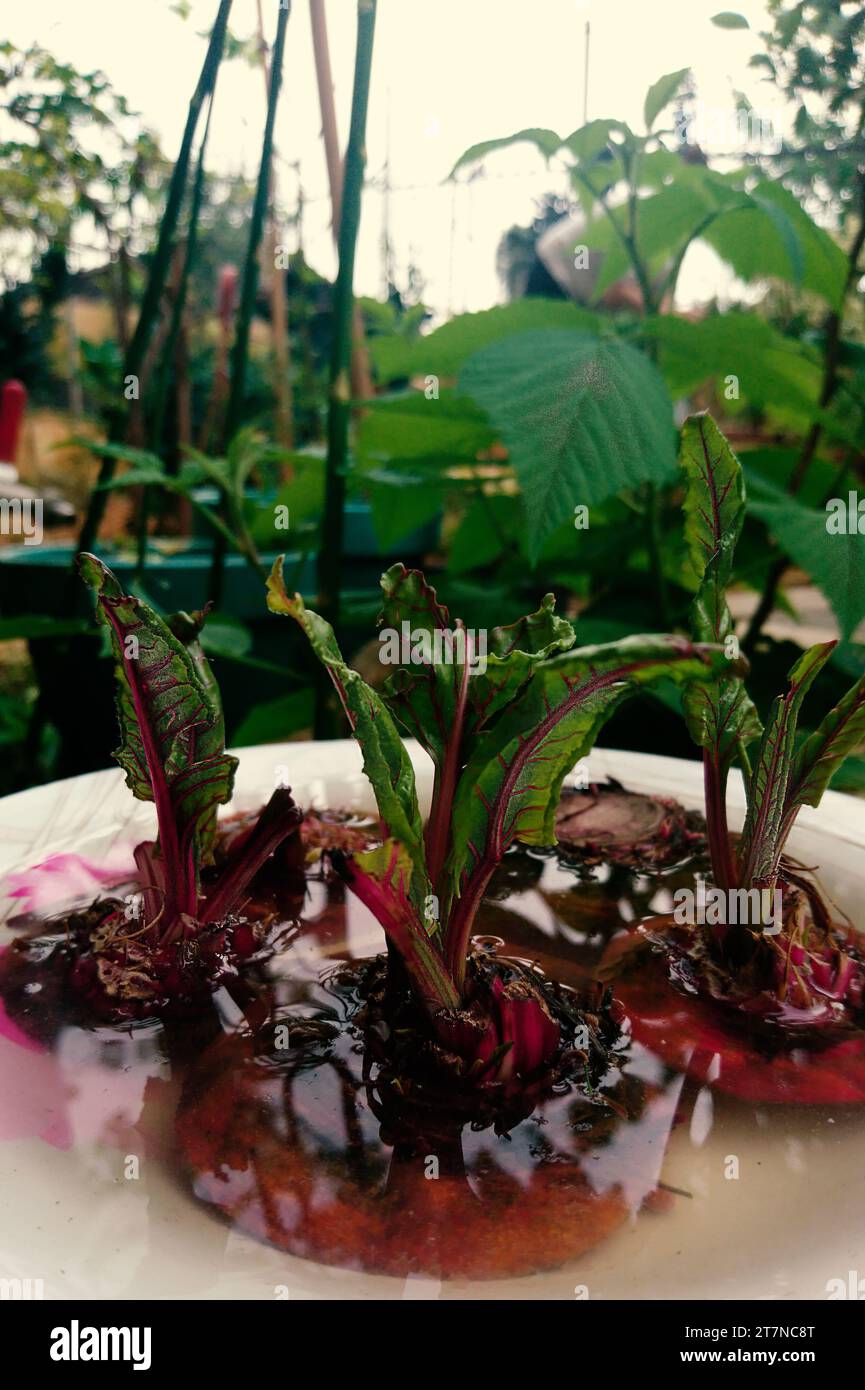 Two sprouts of beet plants are emerging from the soil, ready for ...