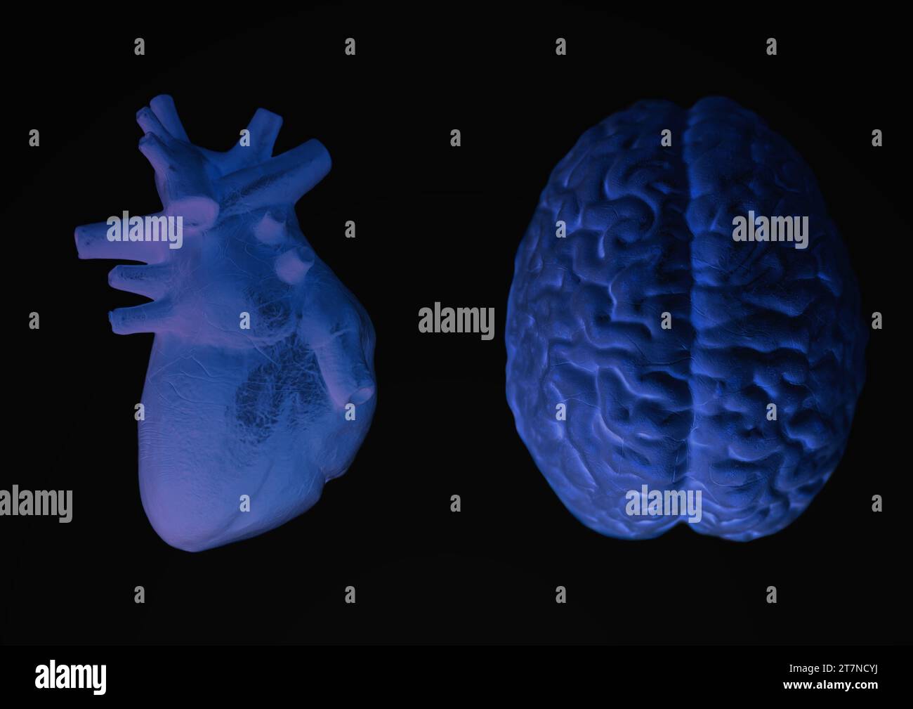 Human brain and heart, Medical, educational, anatomy and emotion ...