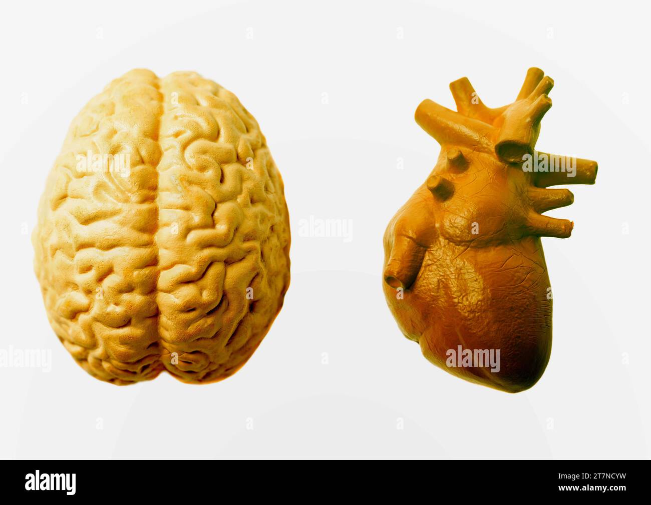 Human brain and heart, Medical, educational, anatomy and emotion ...