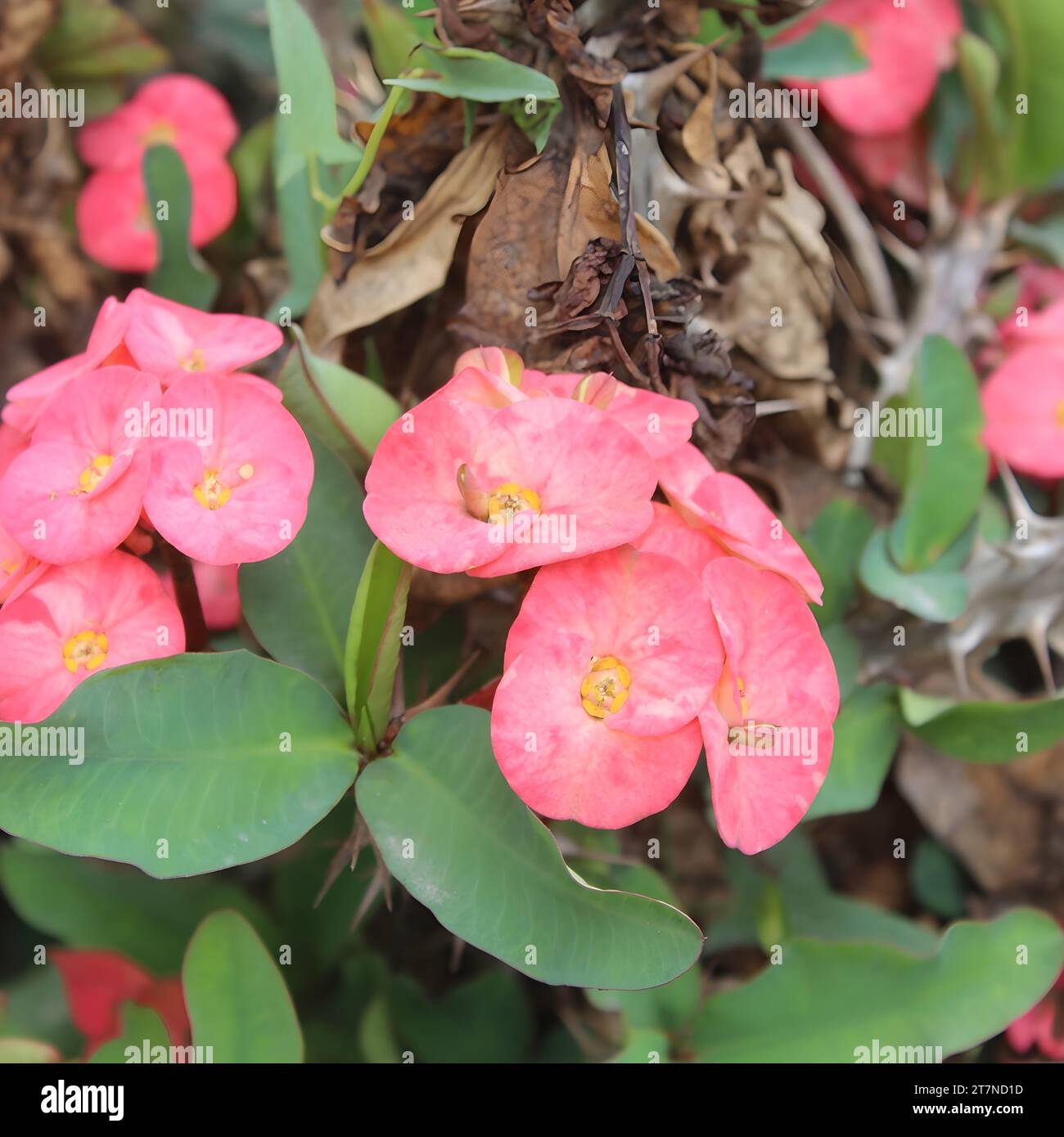 Discover the beauty of pink flowers in this high-quality, printable ...