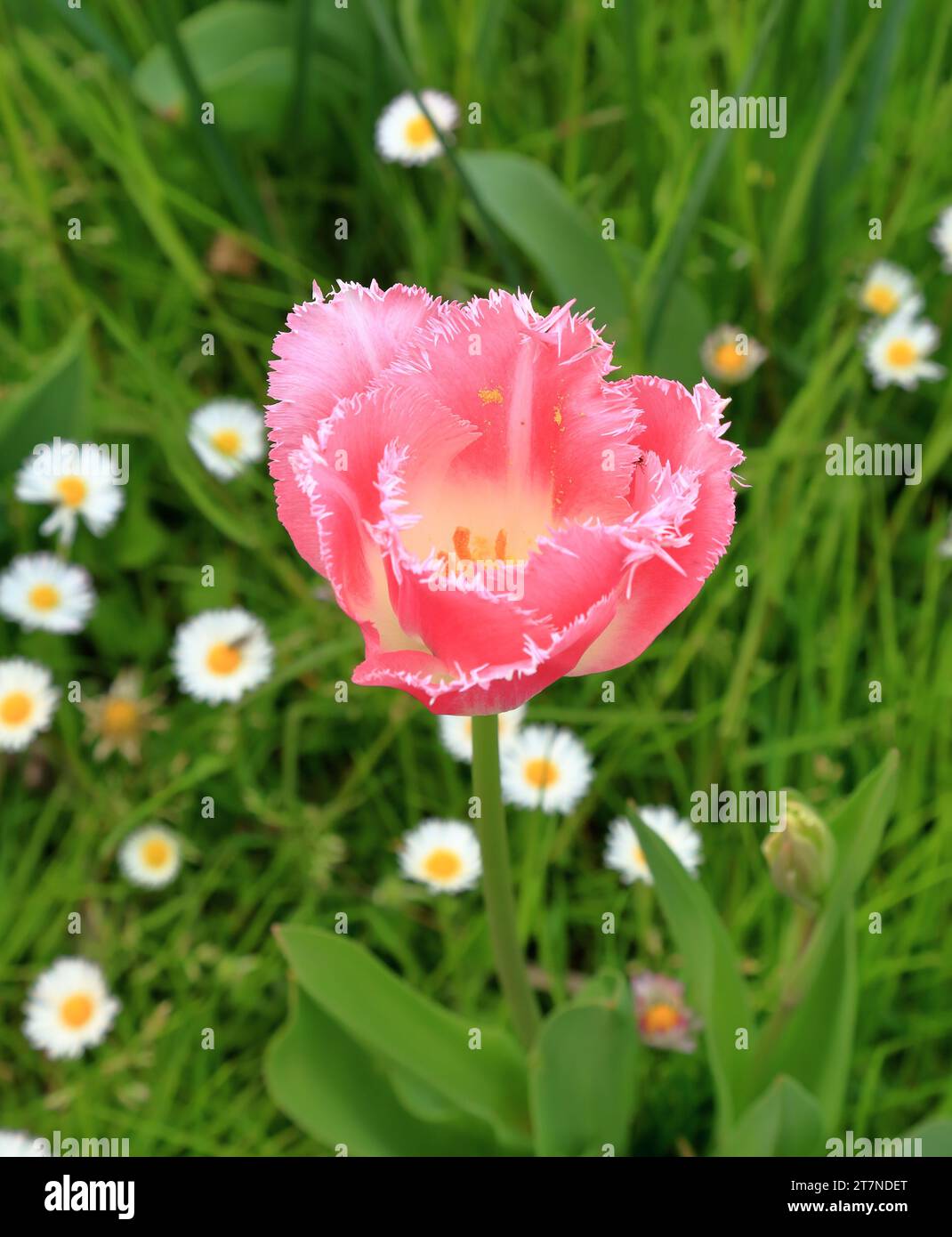 Fringed tulip. Tulips with finely incised fringe on the edges of the ...