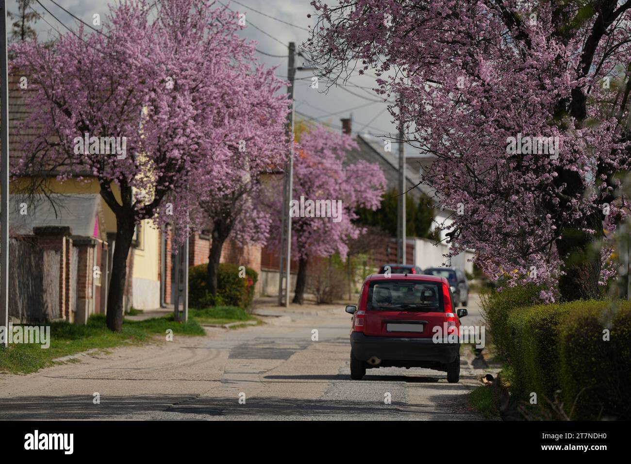 Mogyorod, Hungary - March 26, 2023: Beautiful sakura trees on a cozy ...