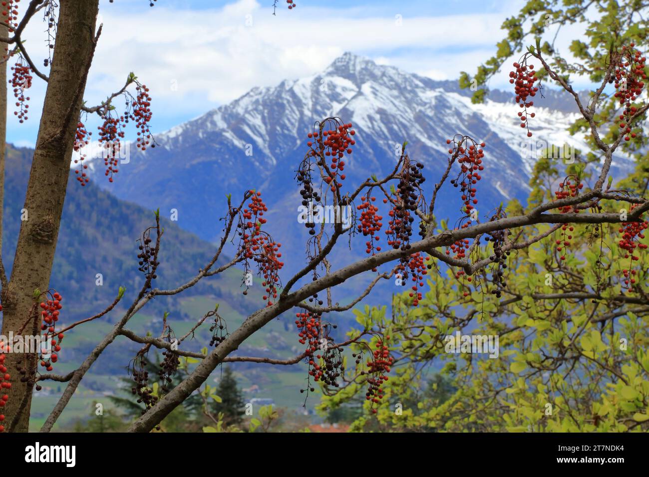 Chinese bishop wood (Bischofia polycarpa) with fruits Stock Photo - Alamy
