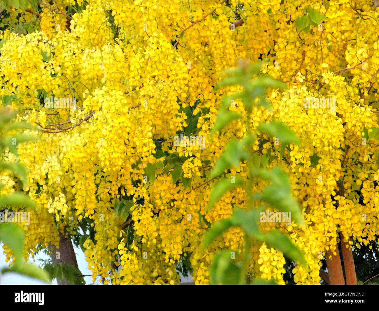 Kanikonna hi-res stock photography and images - Alamy