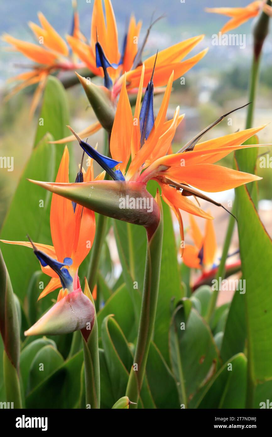 Crane flower (Strelitzia reginae). Paradiesvogelblume Stock Photo - Alamy