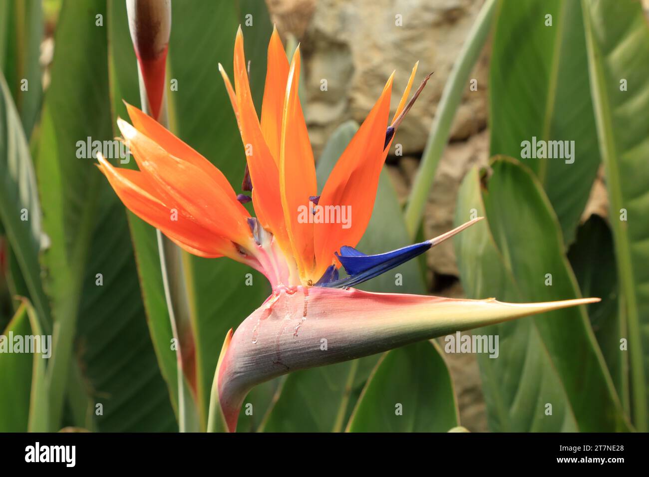 Crane flower (Strelitzia reginae). Paradiesvogelblume Stock Photo - Alamy