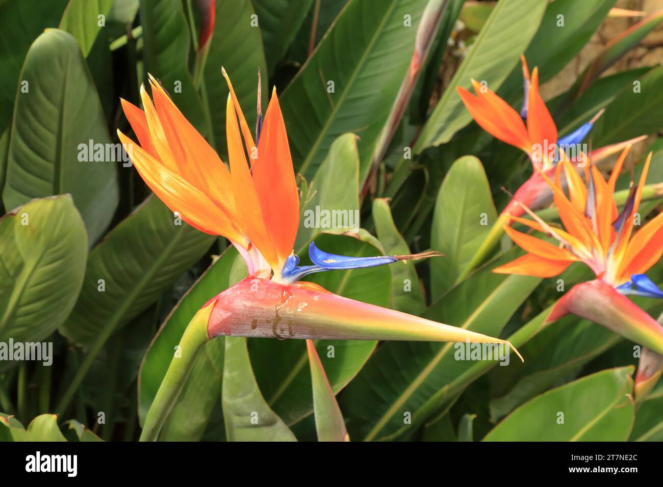 Crane flower (Strelitzia reginae). Paradiesvogelblume Stock Photo - Alamy