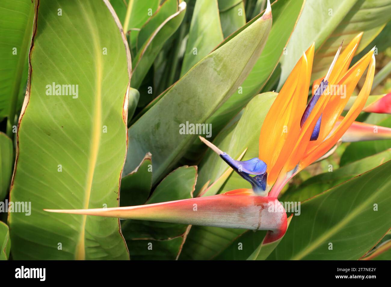 Crane flower (Strelitzia reginae). Paradiesvogelblume Stock Photo - Alamy