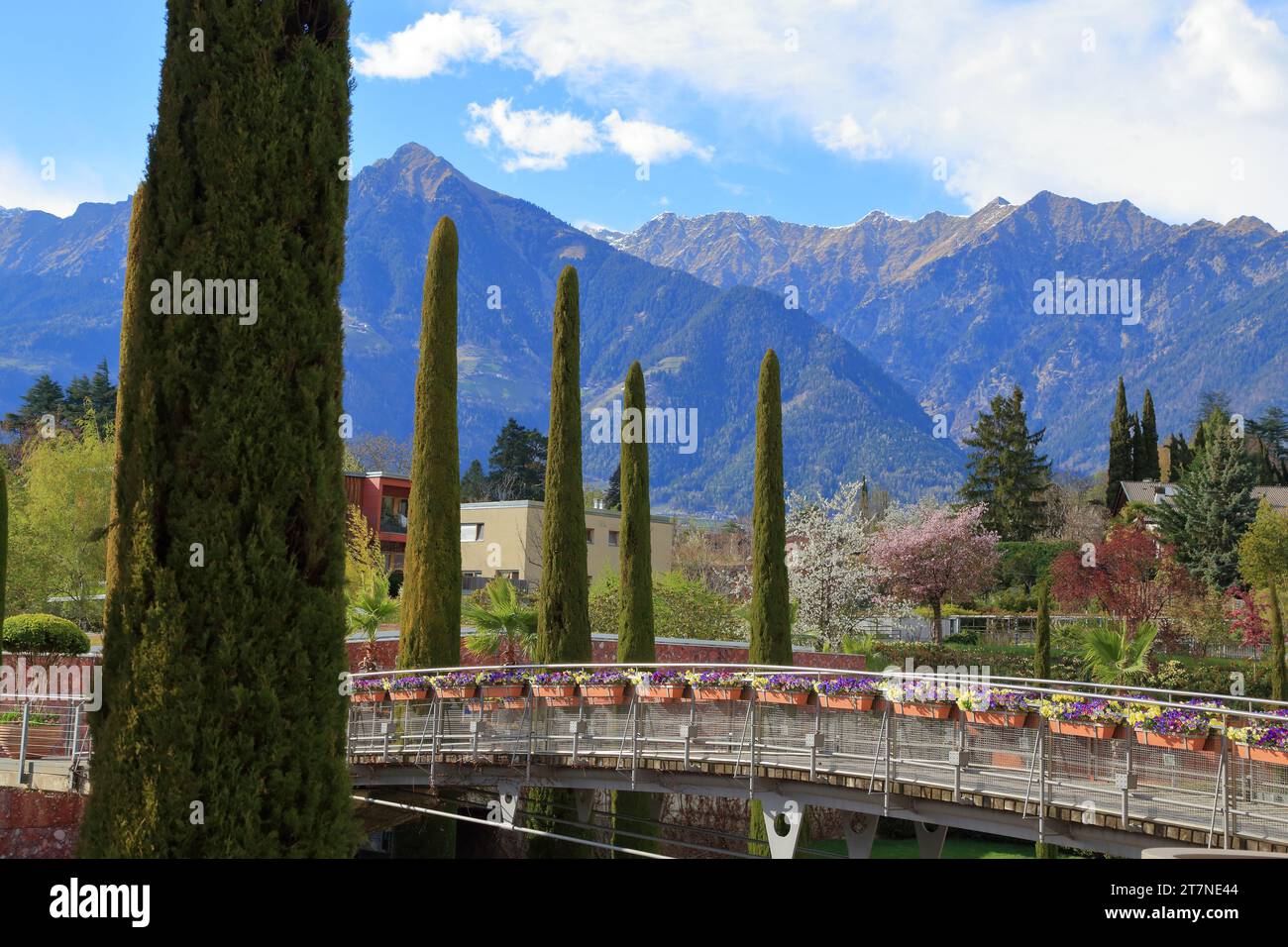 Cypress, coniferous trees, Merano, Italy. Italian Alps Stock Photo - Alamy