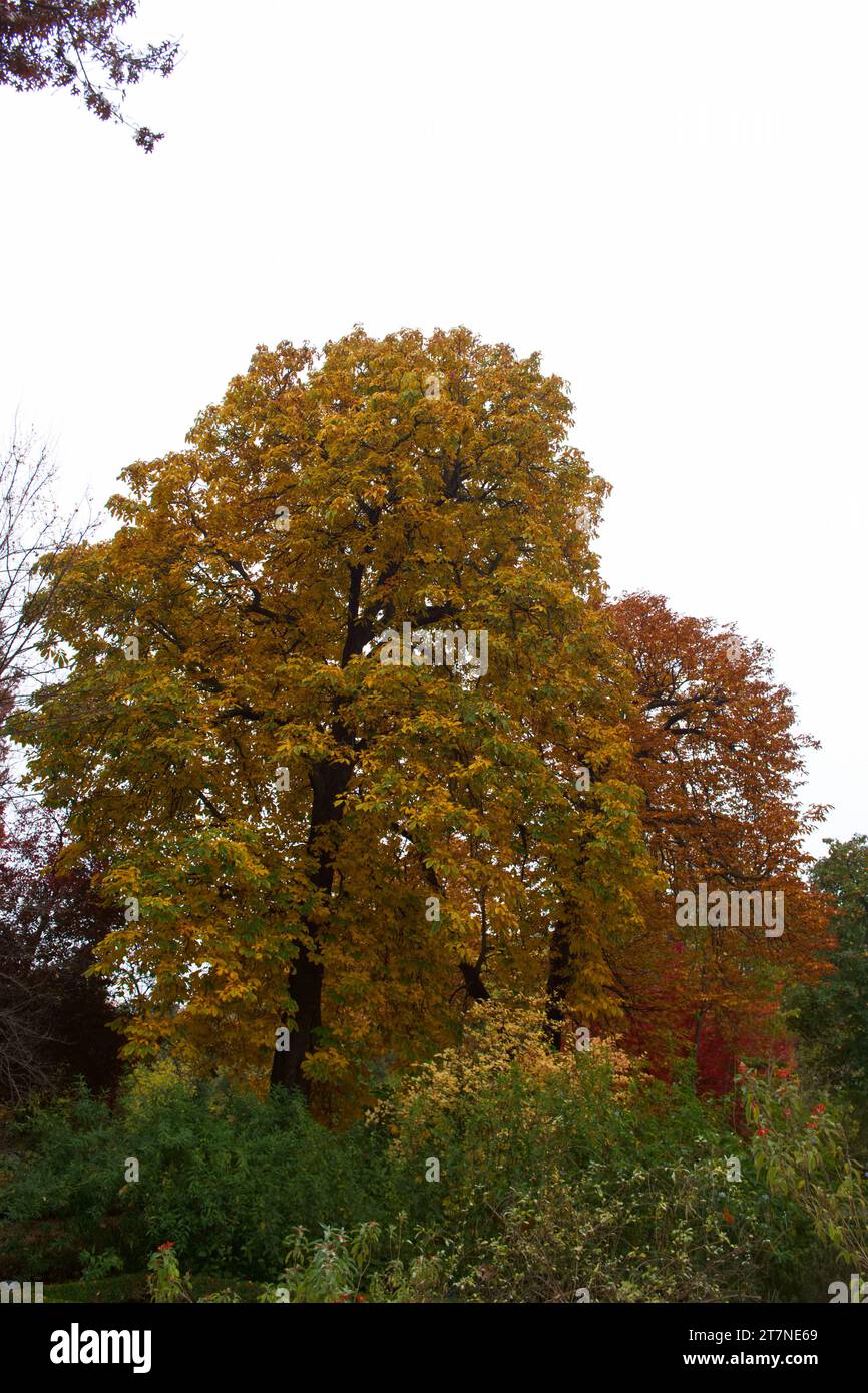 autumn, fall, foliage, tree, park, landscape, season, color, garden ...