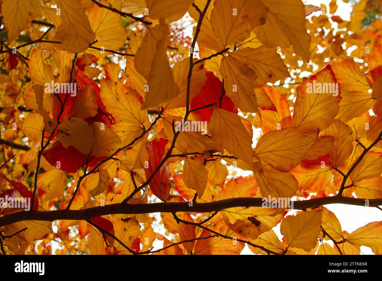 autumn, fall, foliage, tree, park, landscape, season, color, garden ...