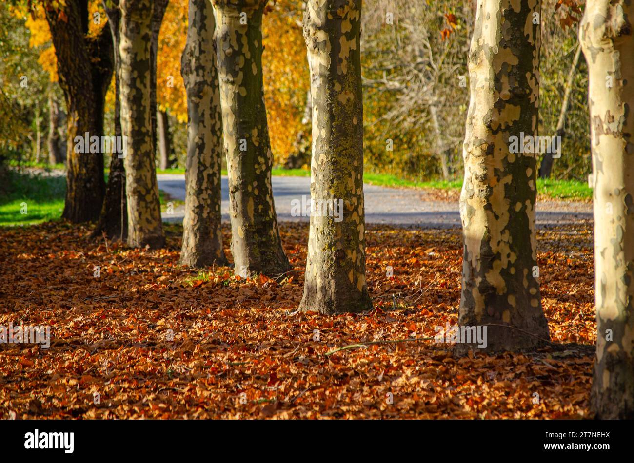 Oriental plane trees hi-res stock photography and images - Alamy